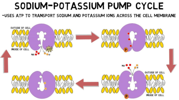 What are conduction of nerve impulse? Definition, Types and Importance ...