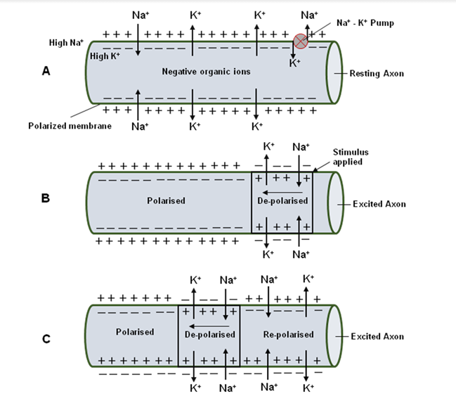 What are conduction of nerve impulse? Definition, Types and Importance ...